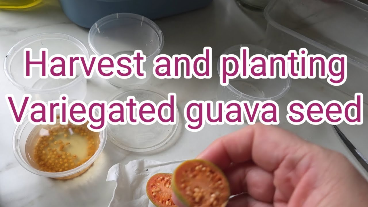HARVEST AND PLANTING VARIEGATED GUAVA SEED EXPERIMENT 16/12/2025 - YouTube