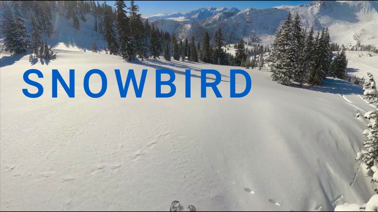 Bluebird POW day at SNOWBIRD *FIRST TRACKS* - YouTube
