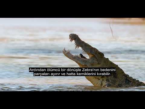Serengeti'de Zebra Göçü: Hayatta Kalma Mücadelesi
