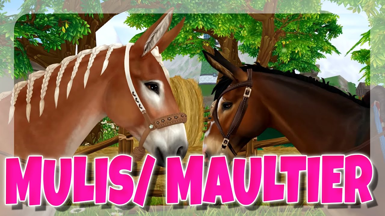 MULI LEVELN 🐴 ABENDRUNDE SERVER 4 | Star Stable [SSO] - YouTube