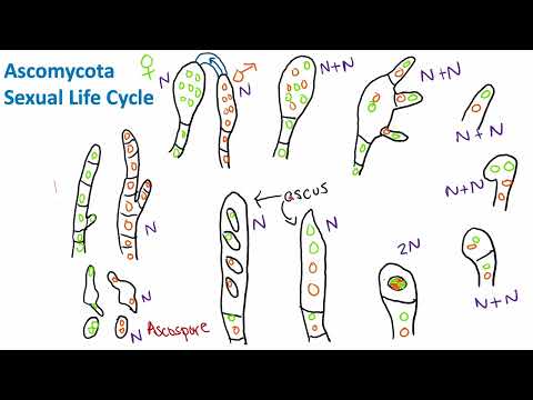 What Type Of Reproductive Does Ascomycota