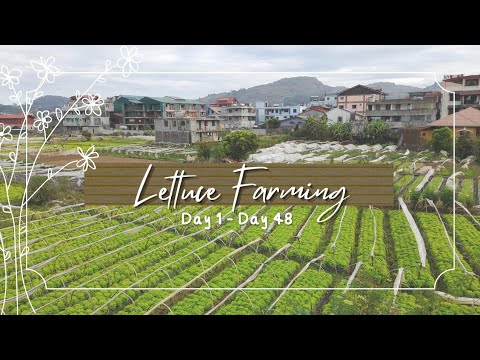 Lettuce Farming | La Trinidad, Benguet #LettuceFarming #BenguetFarming ...