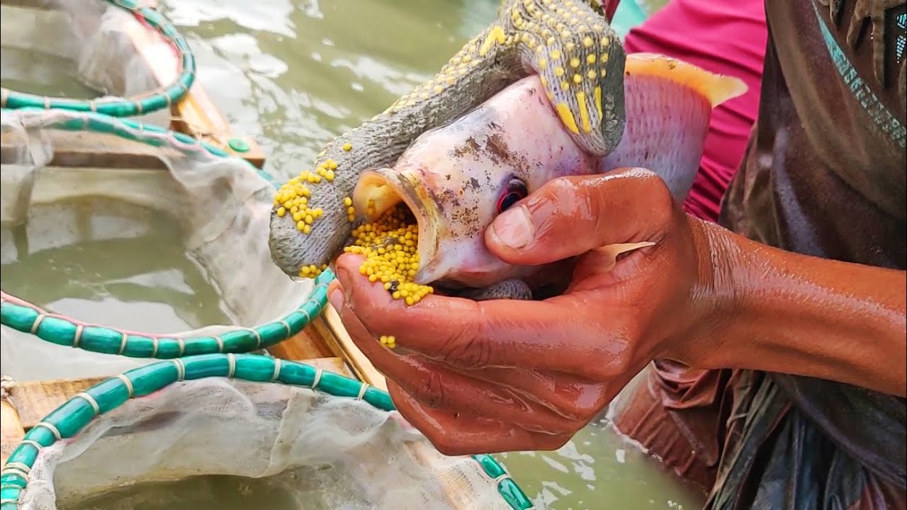 Monosex Red Tilapia Fish Eggs Breeding farm | Eggs Collection From Fish ...