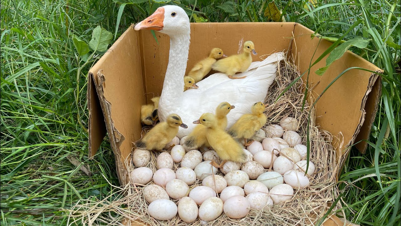Amazing Pekin 40 Duckling Hatching FromEggs - Lovely Yellow Baby Ducks ...