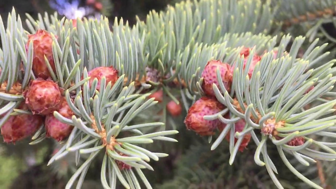 Pink Spruce Tree Cones - YouTube