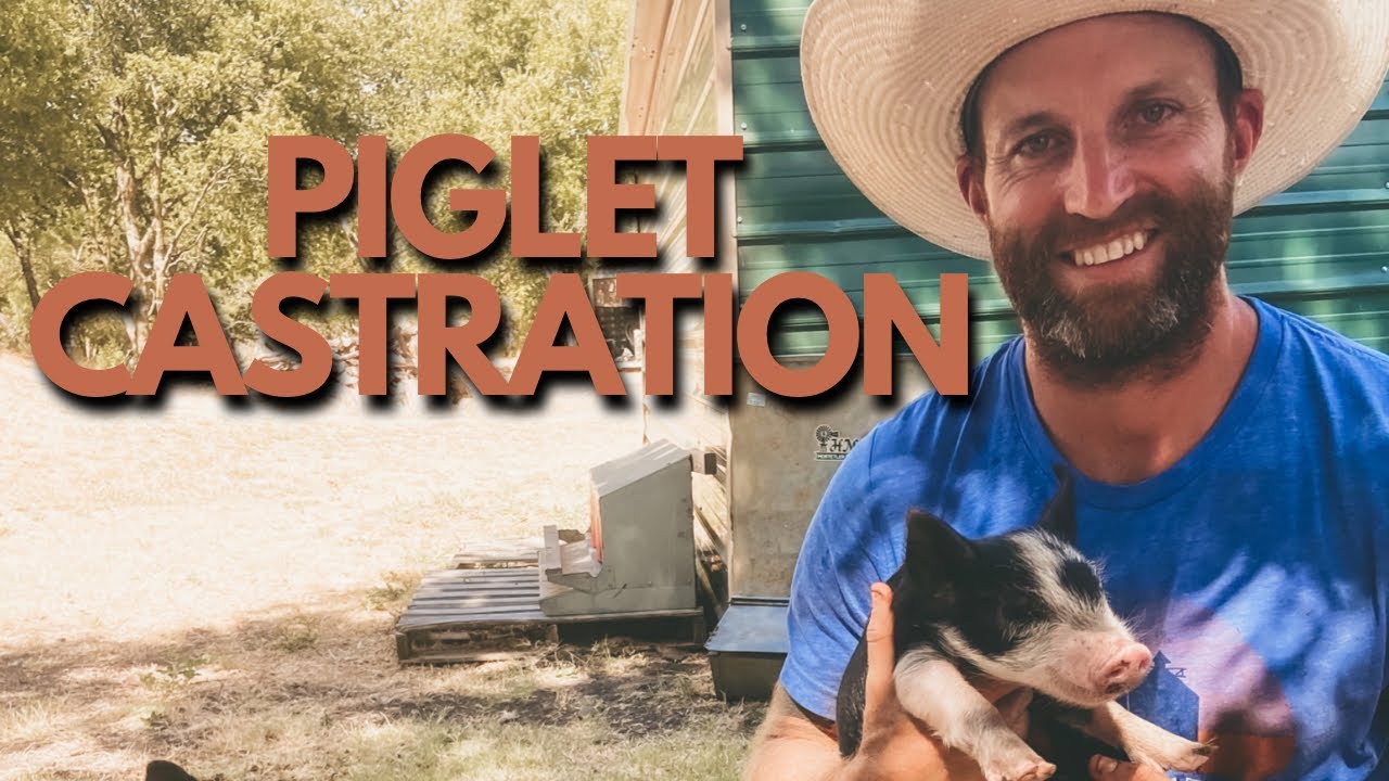 PIGLET CASTRATION: the simple way we castrate our pigs here on the farm - YouTube