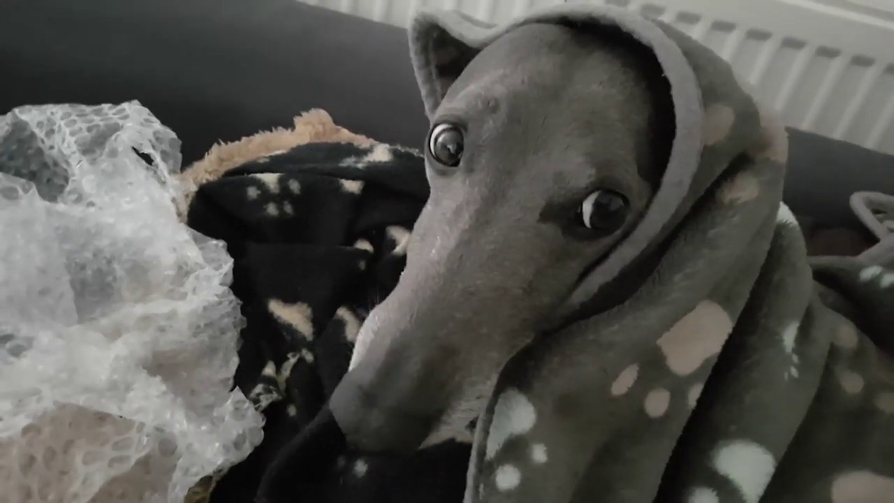 Bored Whippet bursting bubbles ... - YouTube