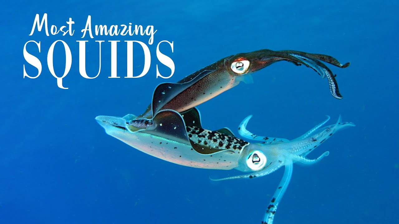 THE WORLD’S 7 MOST AMAZING SQUIDS - YouTube