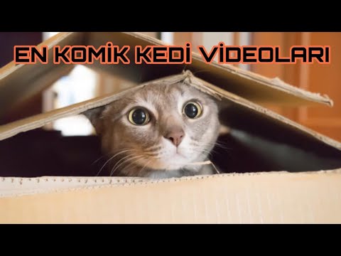 En Komik Kedi Videoları