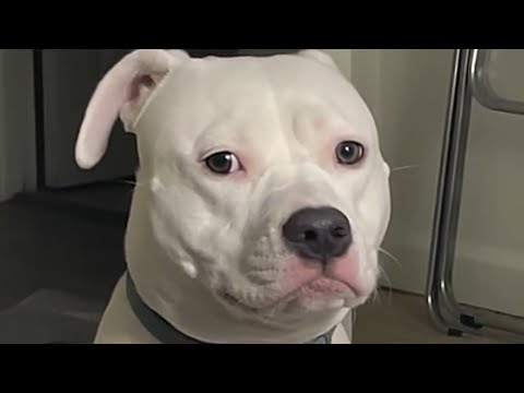 Woman takes home 'free' dog. And here's what happened.