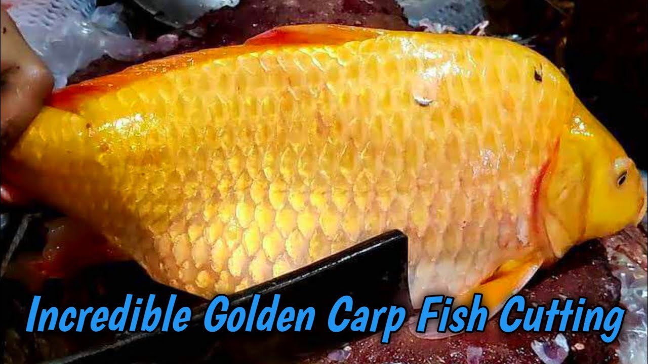 Incredible Giant Golden Carp Fish Cutting Live In Fish Market | Amazing ...