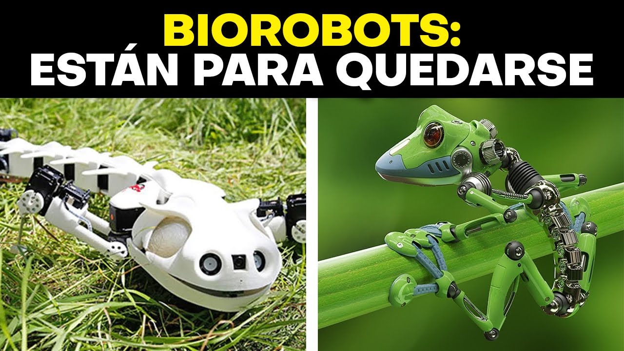 ¿Realidad o ficción tecnológica? Los nuevos Biobots - YouTube