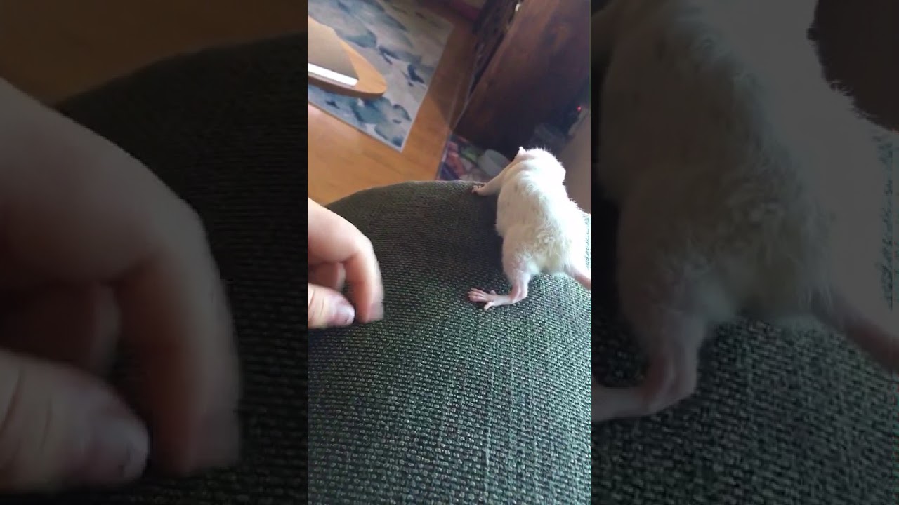 New curly hair rat Bella - YouTube