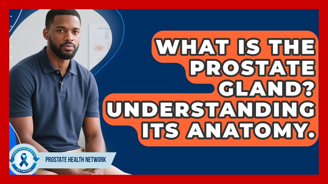 What Is The Prostate Gland? Understanding Its Anatomy. - Prostate ...