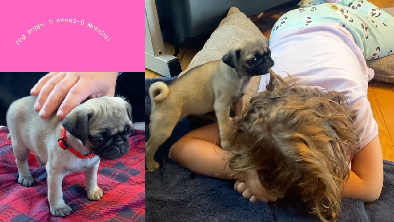 My Pug Puppy From 6 Weeks old to 6 Months old, - YouTube