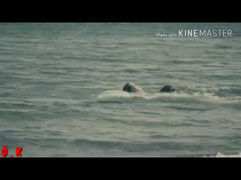 Ateş & Aslı // Portakal