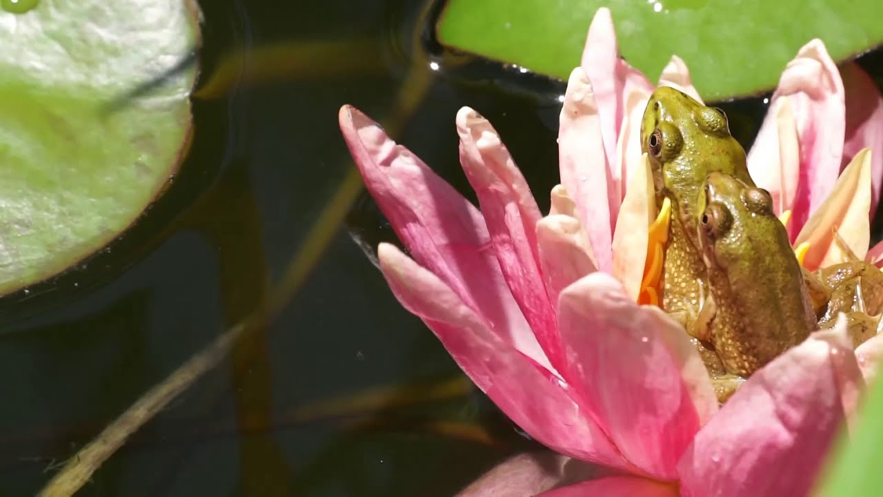 little frogs in the pond - YouTube