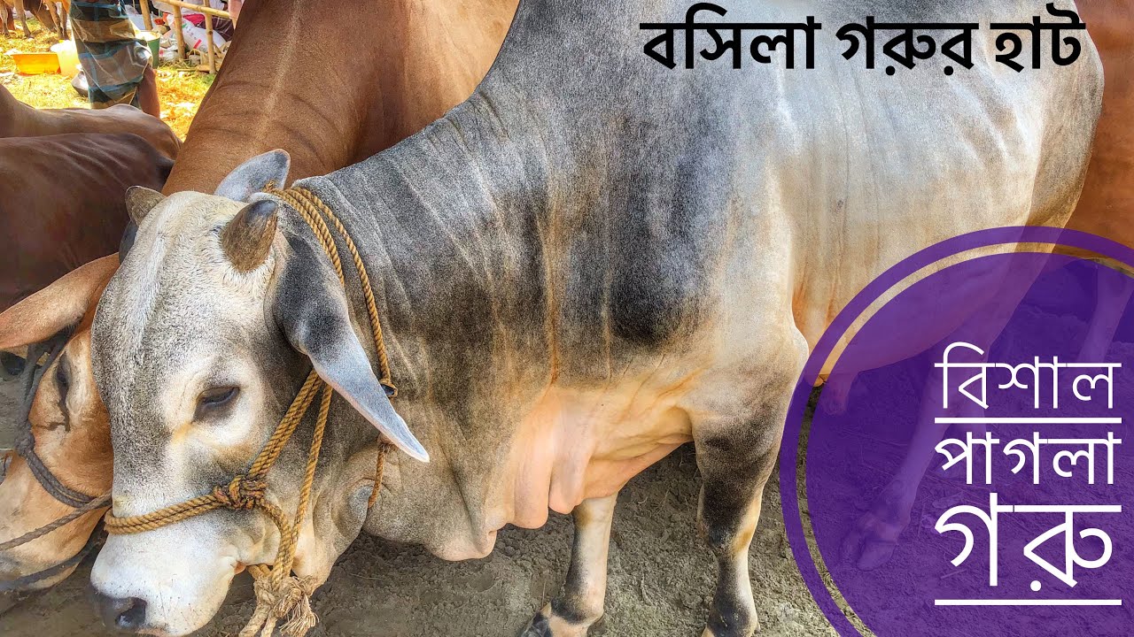 Bosila Haat Er shera Shera Boro Boro Goru Gulo Dekhun |Kurbani Eid 2018 ...