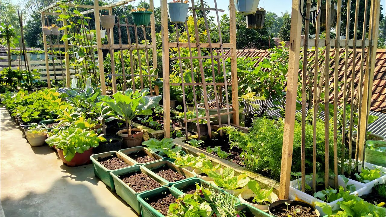 petik sayur tang'o pertama dan sayuran lainya di #minigardenrooftop ...