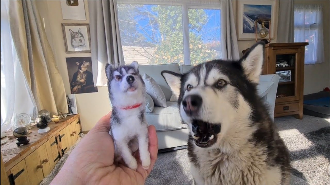 Husky goes into Shock when he see's his new Toy! It didn't go well ...
