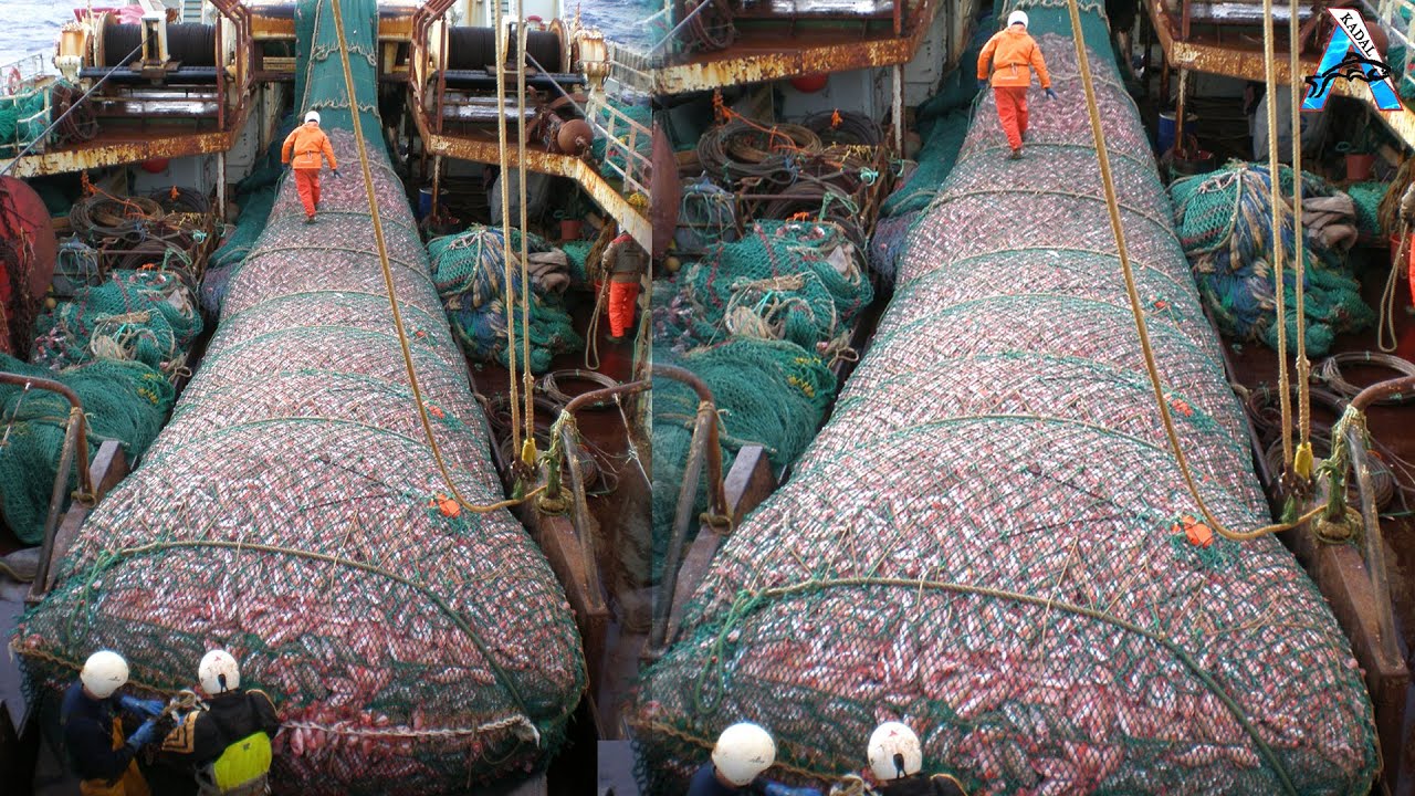 Unbelievable Big Catch Fishing In The Deep Sea With Big Boat @KadalTv ...