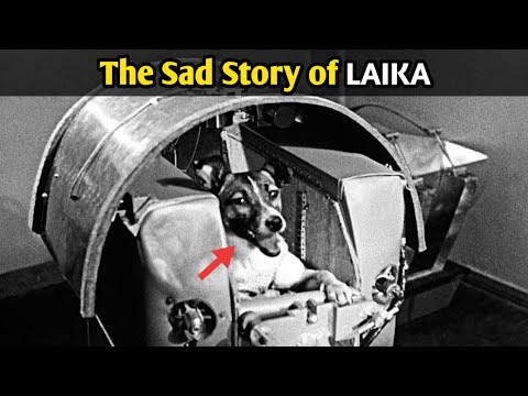 What Happened to Laika in Space ?! |Sad Story of Laika - The First Dog ...