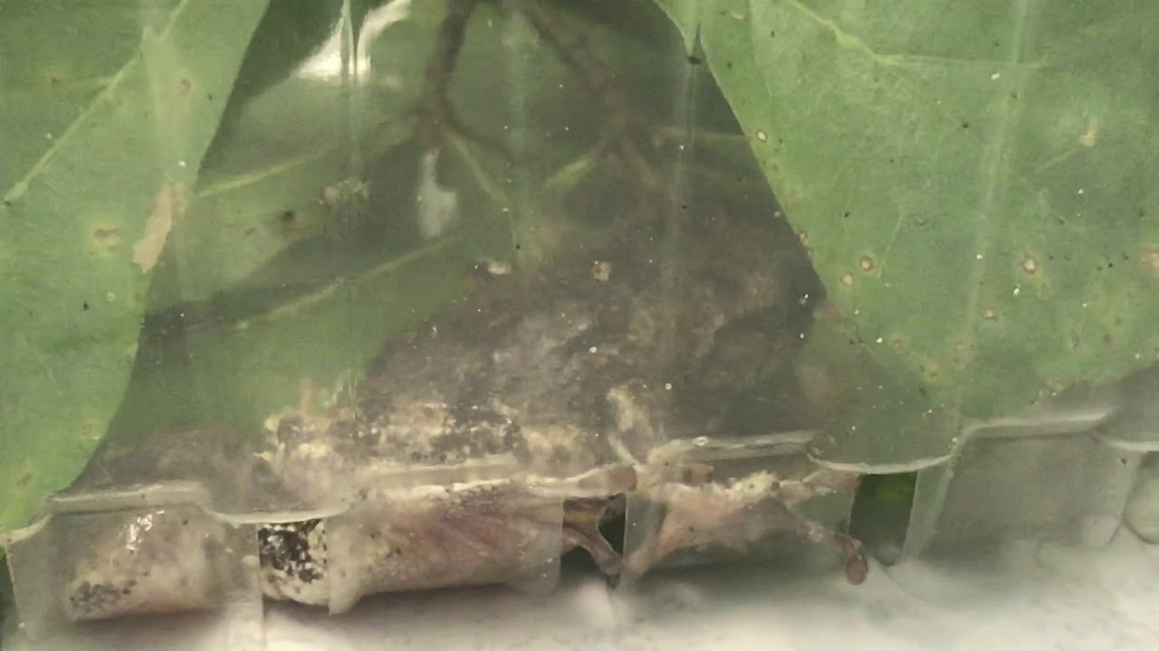 GREY TREE FROG PRESENTED FOR LEFT REAR LIMB COMPOUND FRACTURE DIDN’T ...