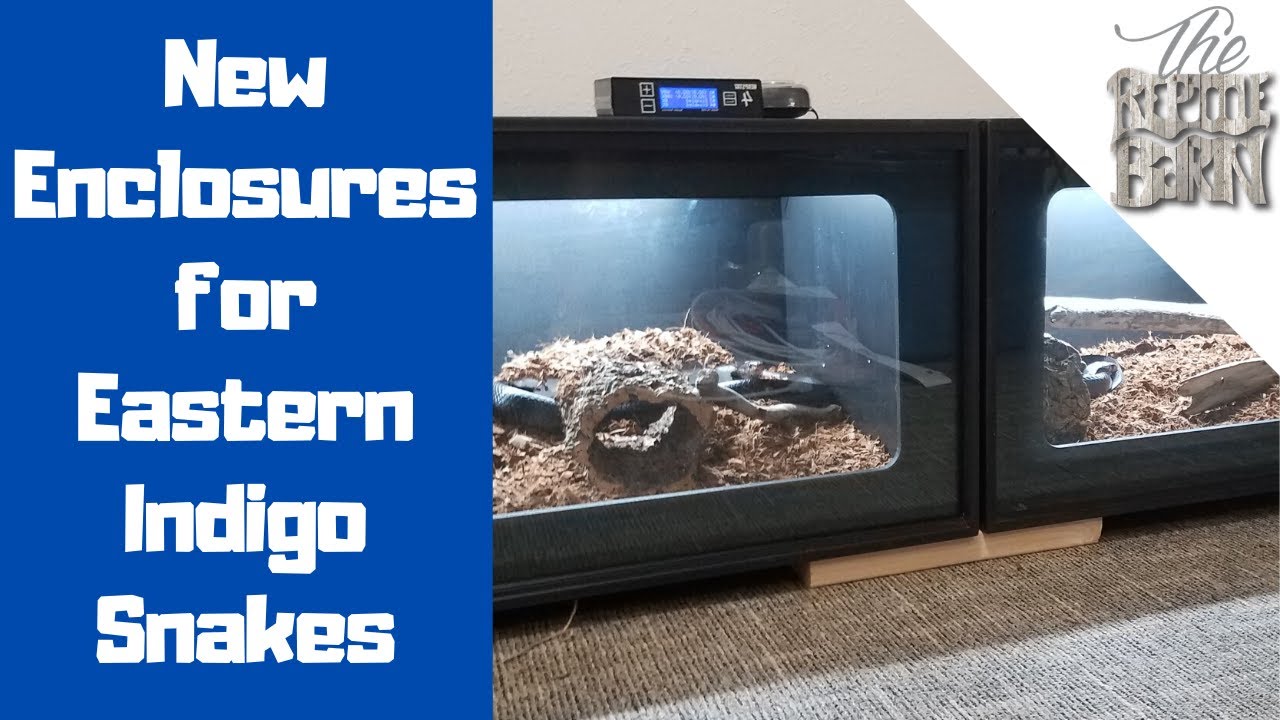 Eastern Indigo Snakes: New Enclosures From Animal Plastics - YouTube
