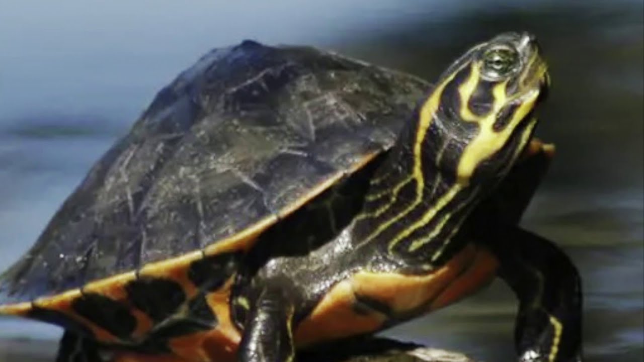 FWC Alert for Sick Freshwater Turtles - YouTube