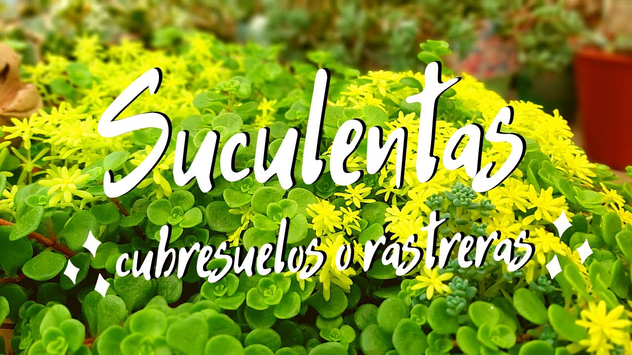 Suculentas rastreras o cubresuelo ideales para principiantes - YouTube