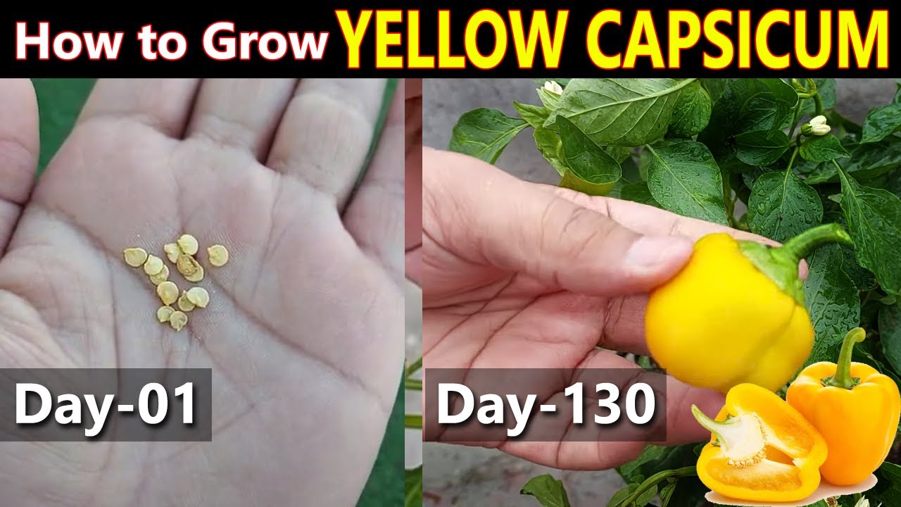 CAPSICUM - How to Grow Yellow Capsicum (Bell Peppers) From Seed in ...