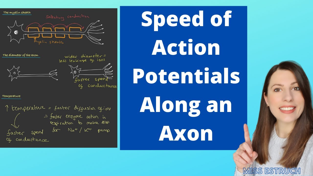 Factors affecting the speed of an Action Potential: The Speed of ...