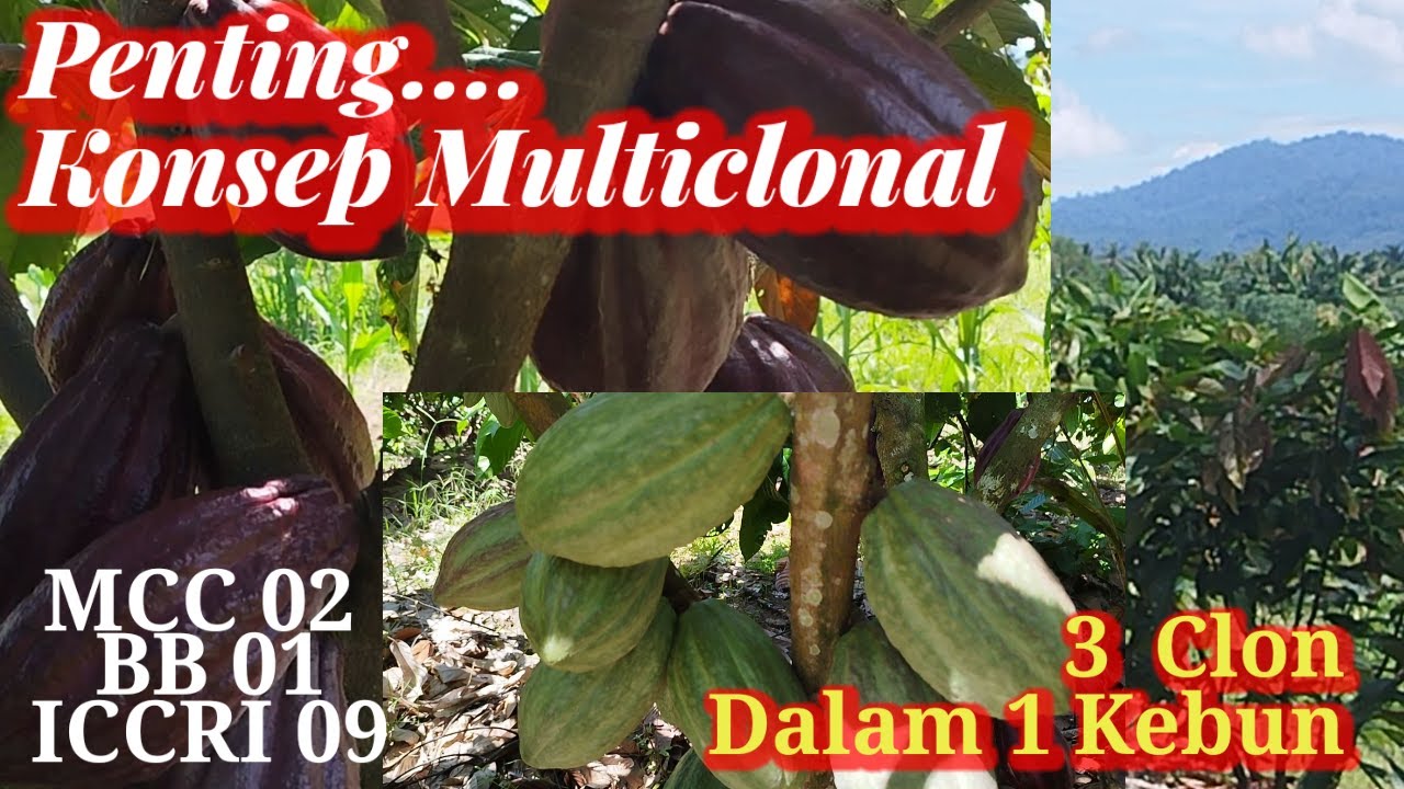 Konsep Multiclone Harus Diterapkan//Clon MCC 02//Clon BB 01 - YouTube