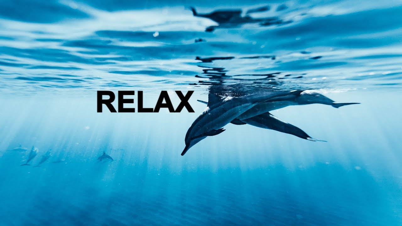 Dolphin Sounds, Violins and Cellos: Unexpected Harmony - YouTube