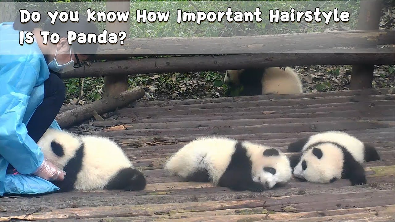 Do you know How Important Hairstyle Is To Panda? | iPanda - YouTube
