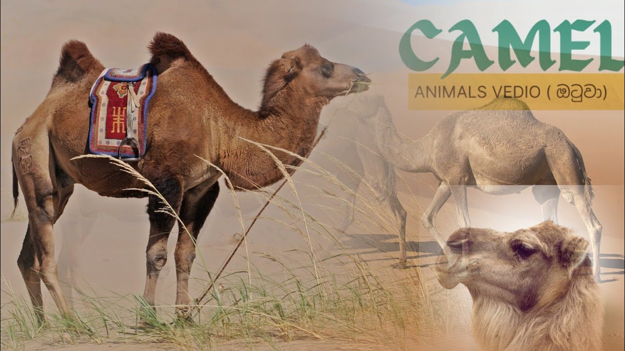 කාන්තාරයේ නැව | camel | ඔටුවා | About Camel | ඔටුවා ගැන නොදත් තතු ...
