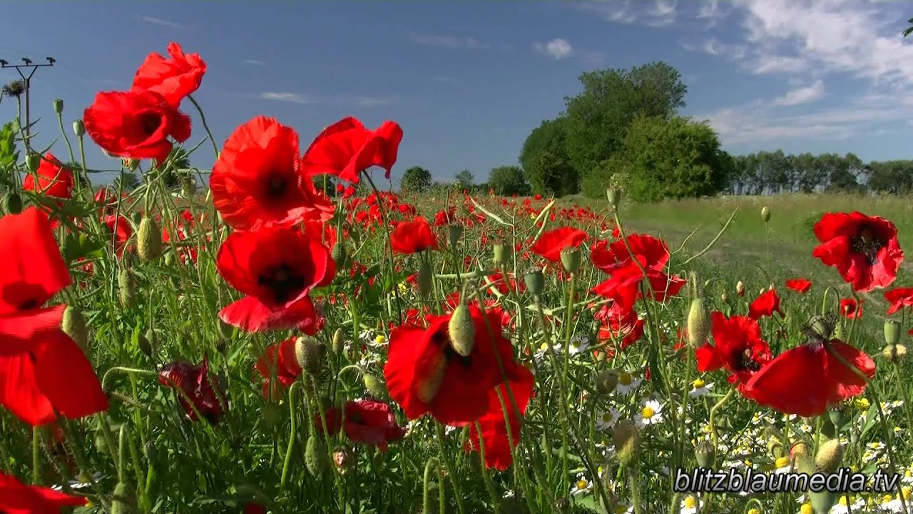 Stock Footage Europe Germany Mecklenburg Nature Poppy Amapola Mohn ...