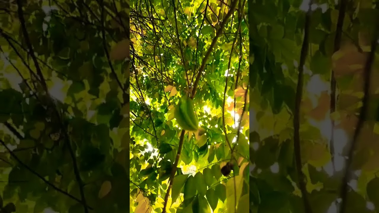 Amrakh#gardening #starfruits #plantlovers #fruit - YouTube