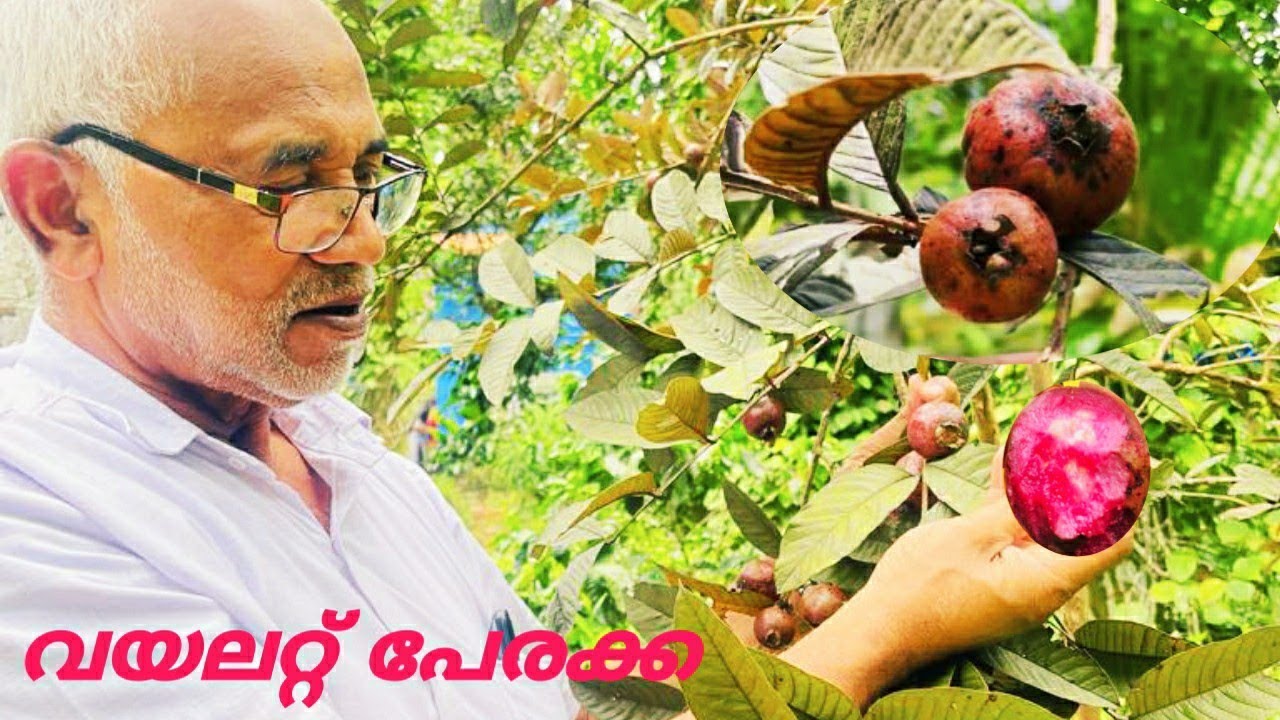 Violet Guava| വ്യതസ്തമായ പേരക്ക|Farsuhyder vibes - YouTube