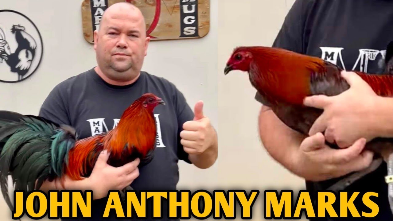 Beautifull Marks Mugs Asil - MARKS MUGS FARM - John Anthony Marks - YouTube