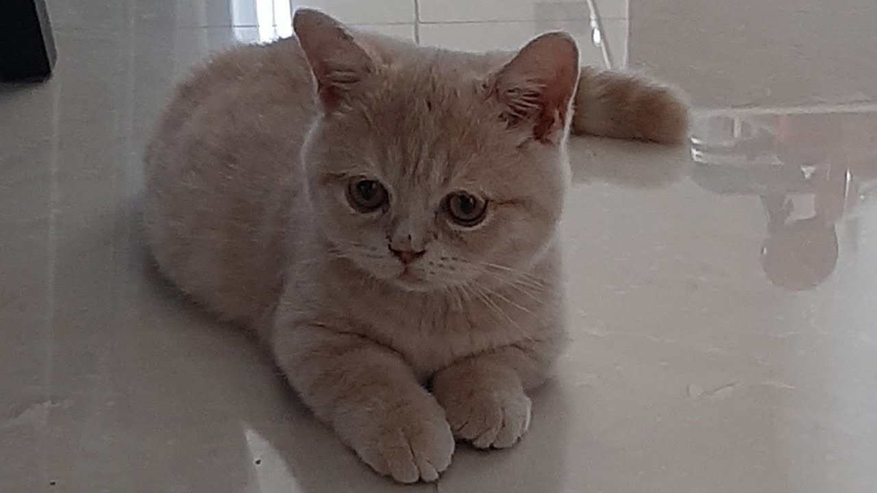 WHEN HE MILDLY ANGRY , HOW HE REACT ? - YouTube