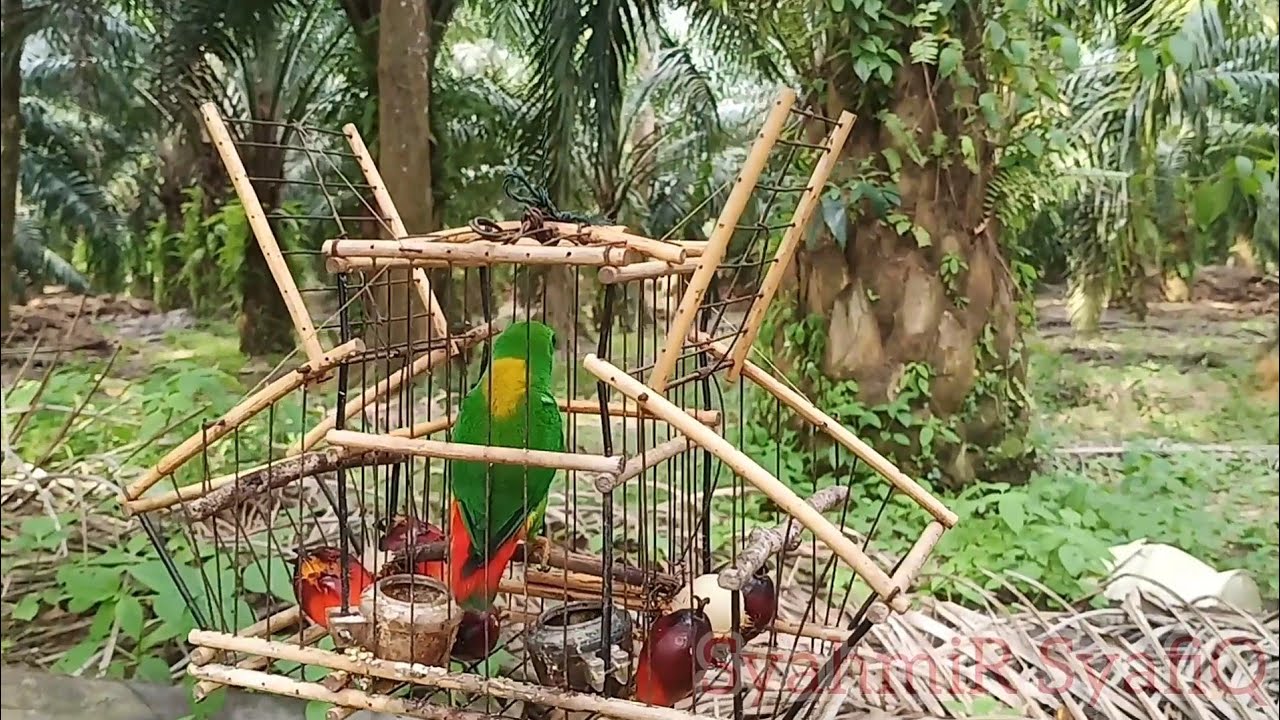 Hasil 2 Ekor Denak Pacak Pemikat Burung Serindit Dada Merah Memikat ...