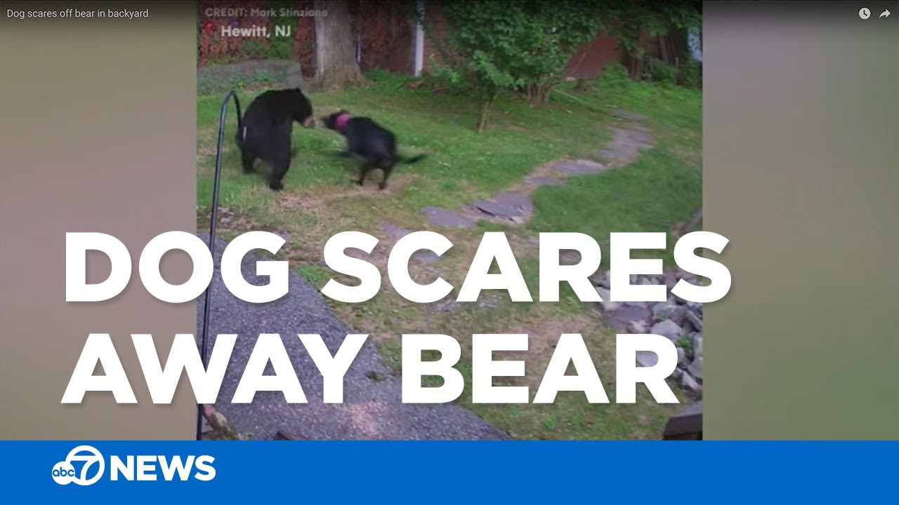 Dog scares off bear in backyard - YouTube