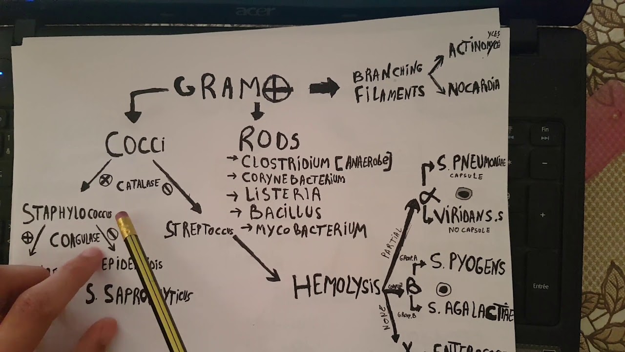 identification des bactéries a gram positif - YouTube