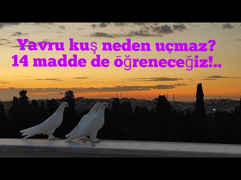 YAVRU KUŞ NEDEN UÇMAZ? 14 MADDE DE ÖĞRENECEĞİZ!.. (Gerçek Kuşçu olmak isteyenler izlesin)