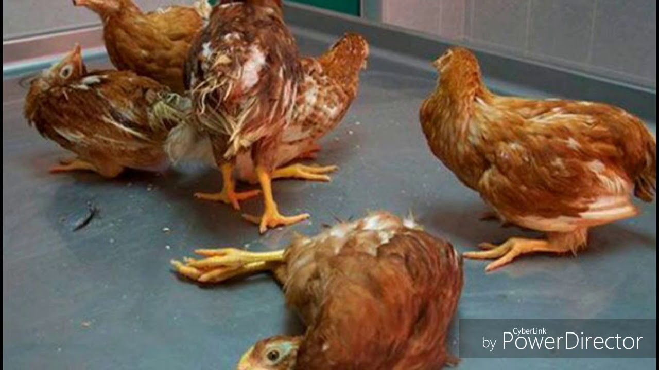 Marek: Sintomas, Transmision y vacunas - YouTube