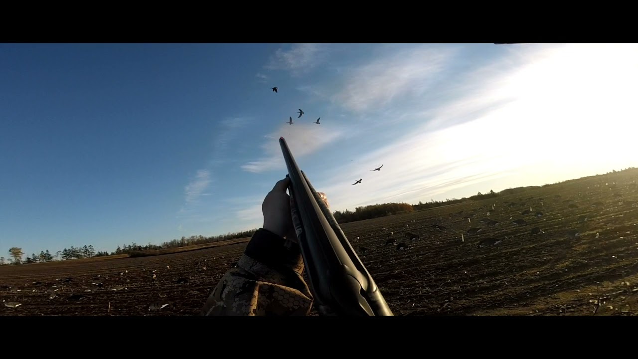 2021 PEI Pointview Goose Hunting Trip. - YouTube
