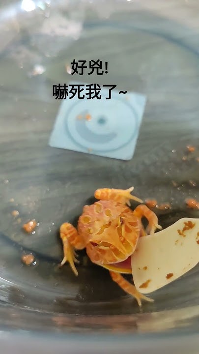草莓角蛙吃東西好兇shorts Youtube