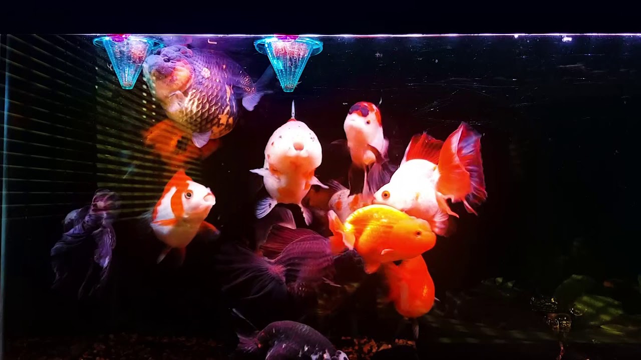 The Best goldfish diet - blood worms - YouTube
