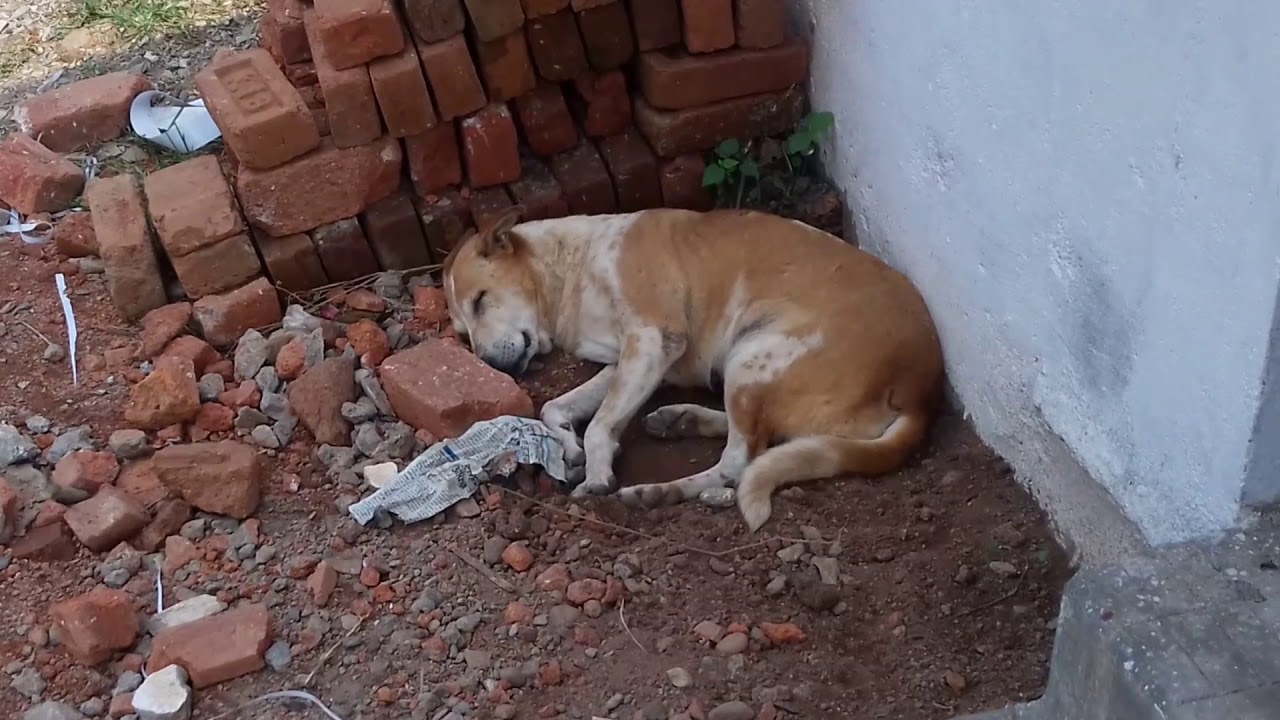 Throw stone on sleeping Dog experiment - YouTube